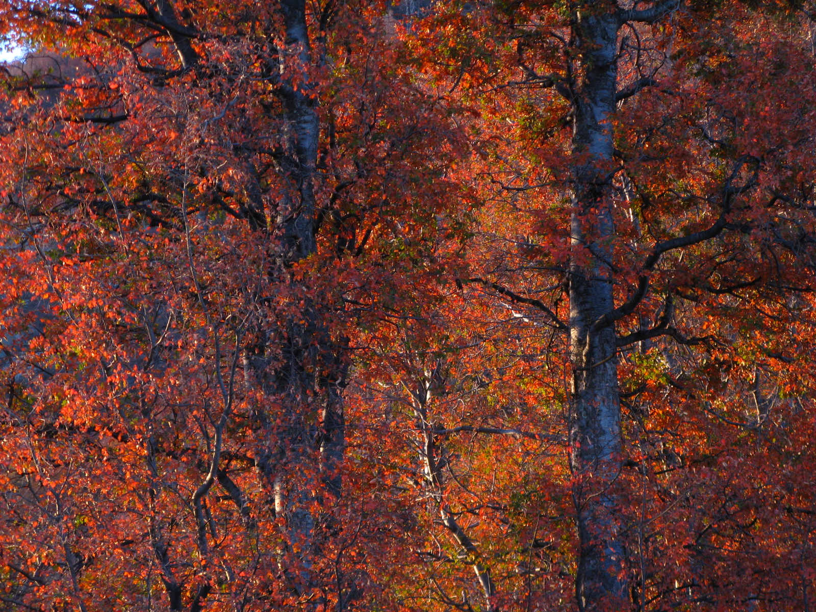En el Día Mundial del Árbol: Seremi Riveaux valora que se haya ...
